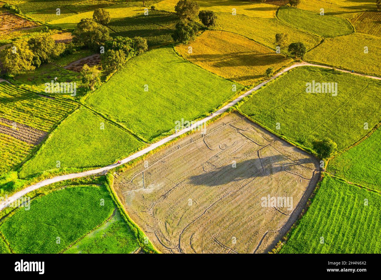 Ta Pa rice field in the morning beautiful on ripe rice days Stock Photo ...