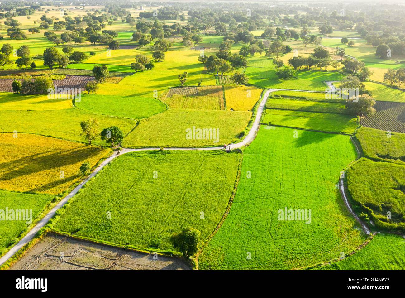 Ta Pa rice field in the morning beautiful on ripe rice days Stock Photo ...