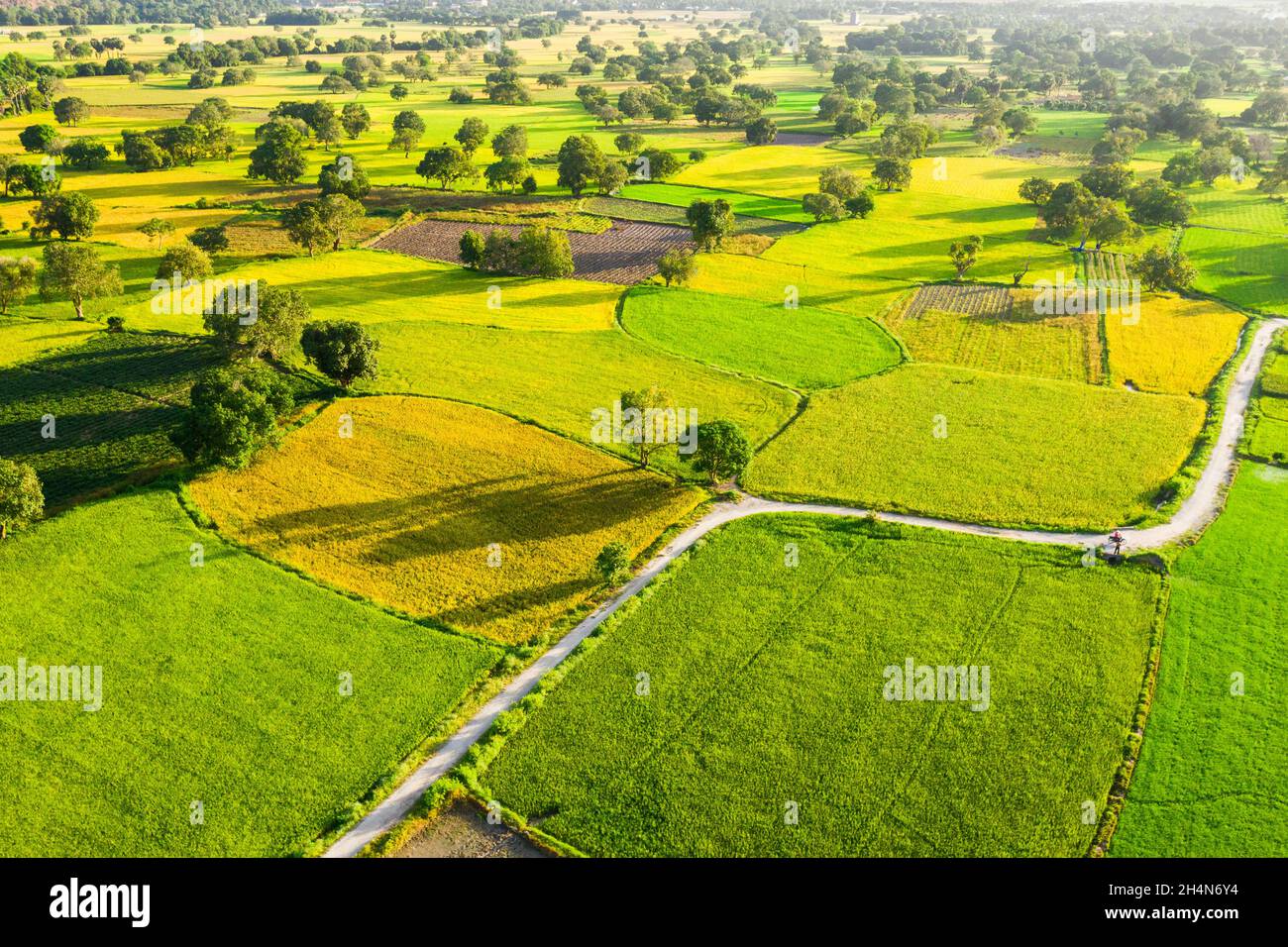 Ta Pa rice field in the morning beautiful on ripe rice days Stock Photo ...