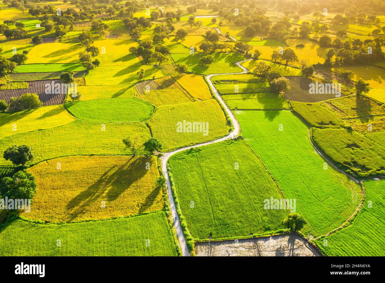 Ta Pa rice field in the morning beautiful on ripe rice days Stock Photo ...
