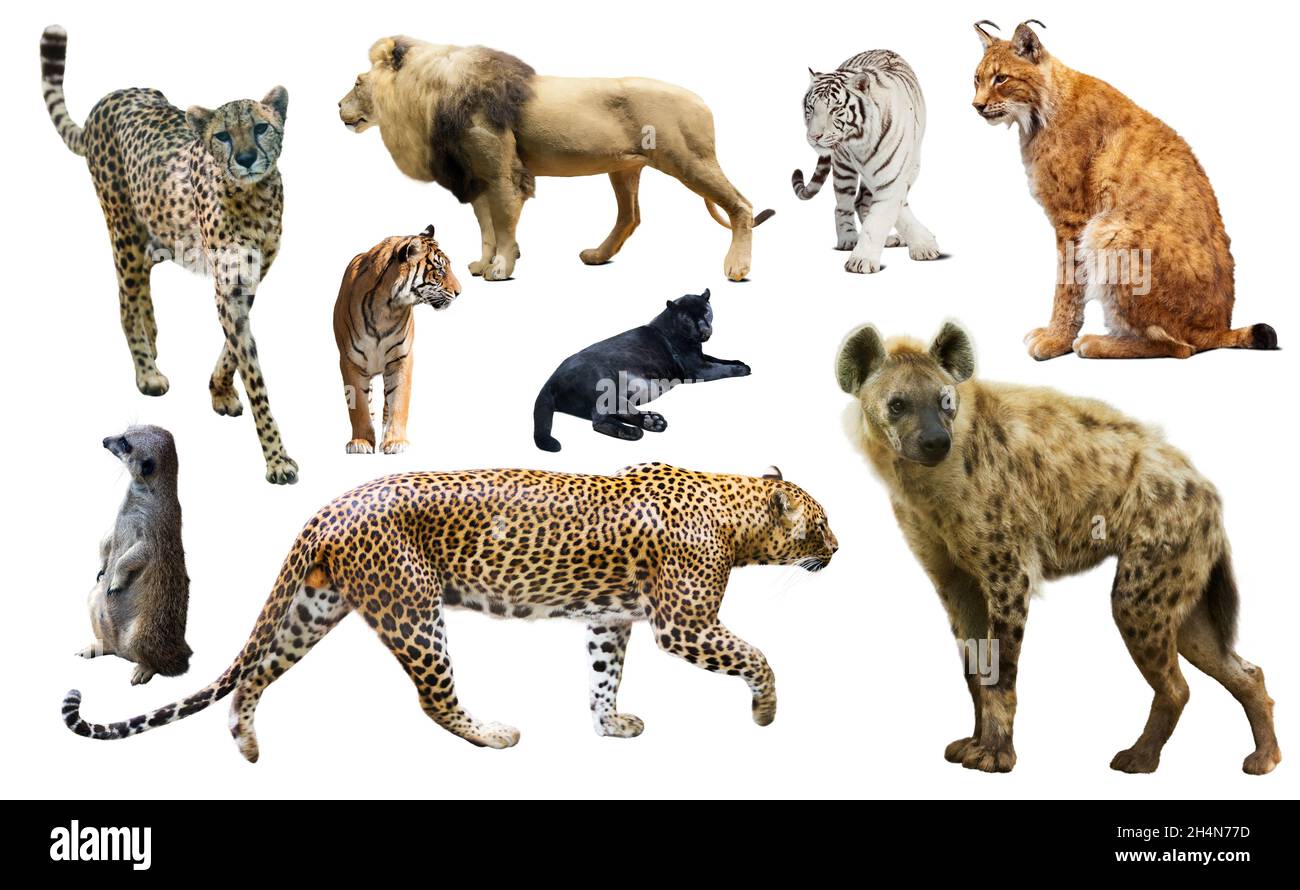 Set of wild mammals isolated over white Stock Photo - Alamy