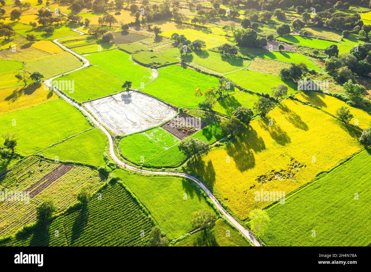 Ta Pa rice field in the morning beautiful on ripe rice days Stock Photo ...