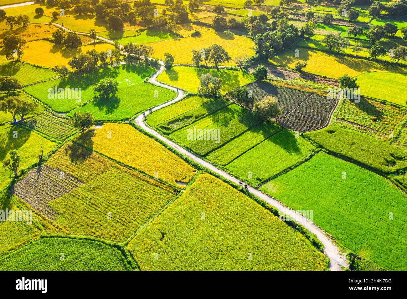 Ta Pa rice field in the morning beautiful on ripe rice days Stock Photo ...