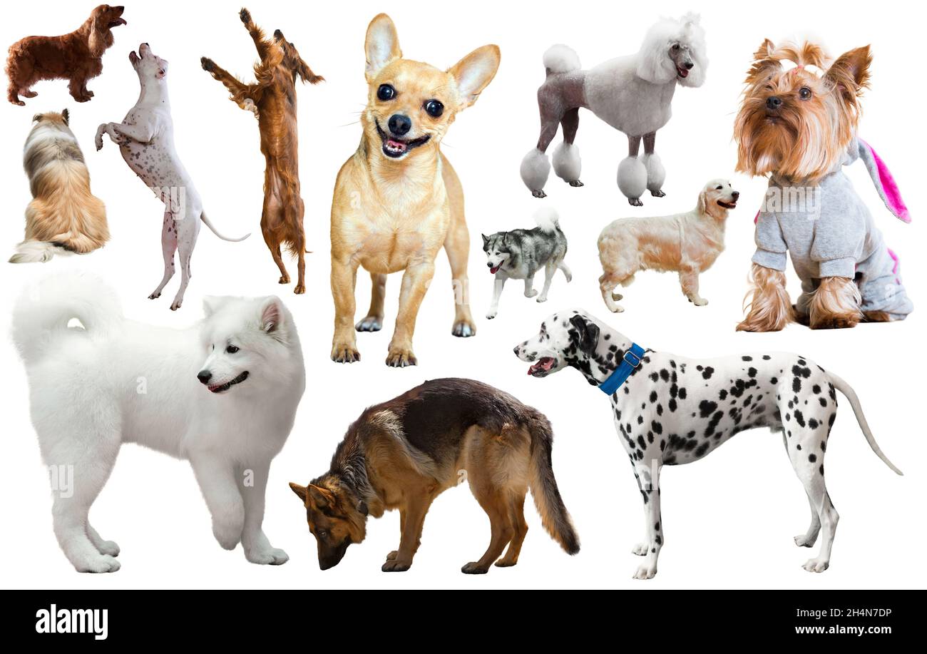 dog breed isolated Stock Photo - Alamy