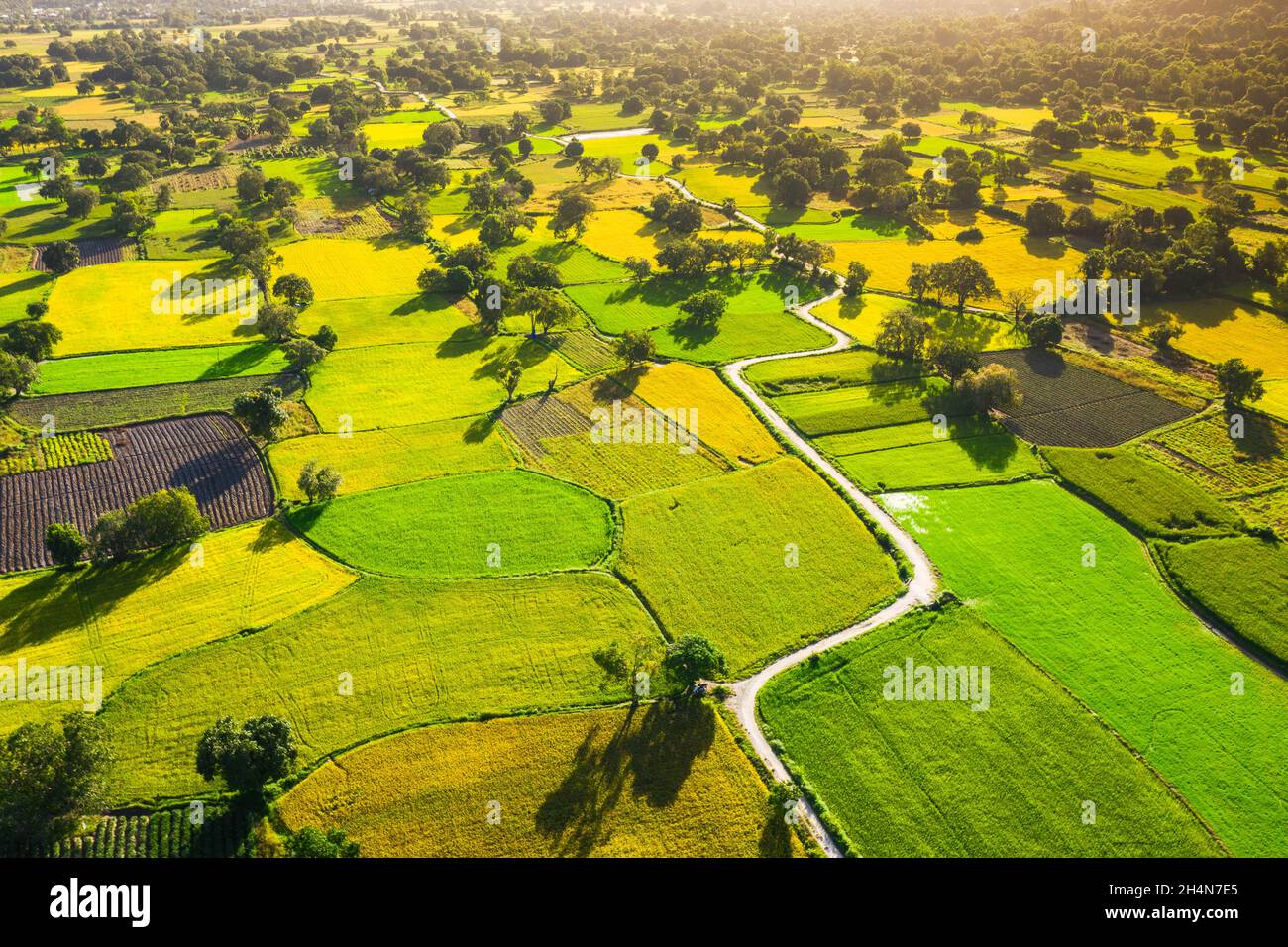 Ta Pa rice field in the morning beautiful on ripe rice days Stock Photo ...
