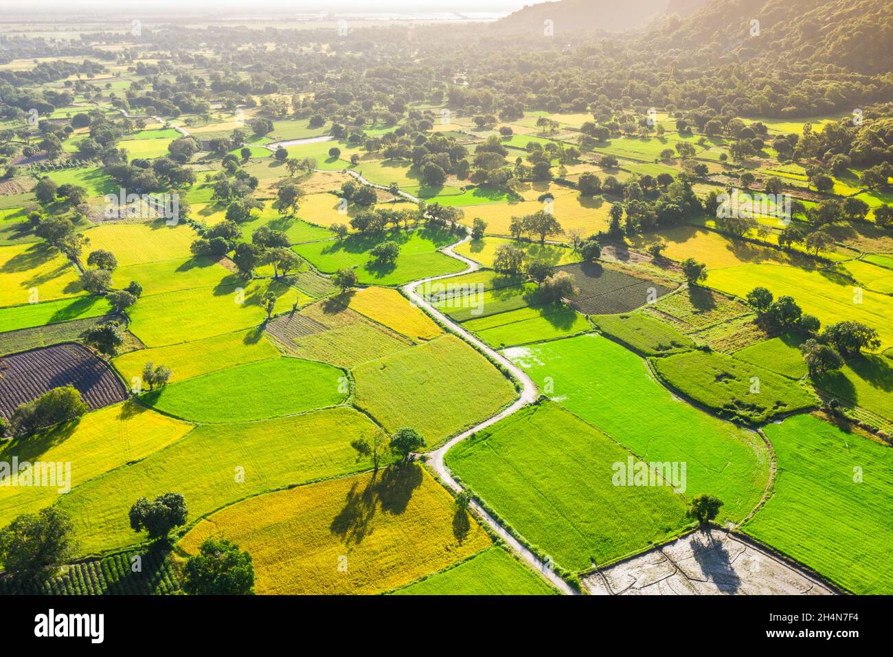 Ta Pa rice field in the morning beautiful on ripe rice days Stock Photo ...