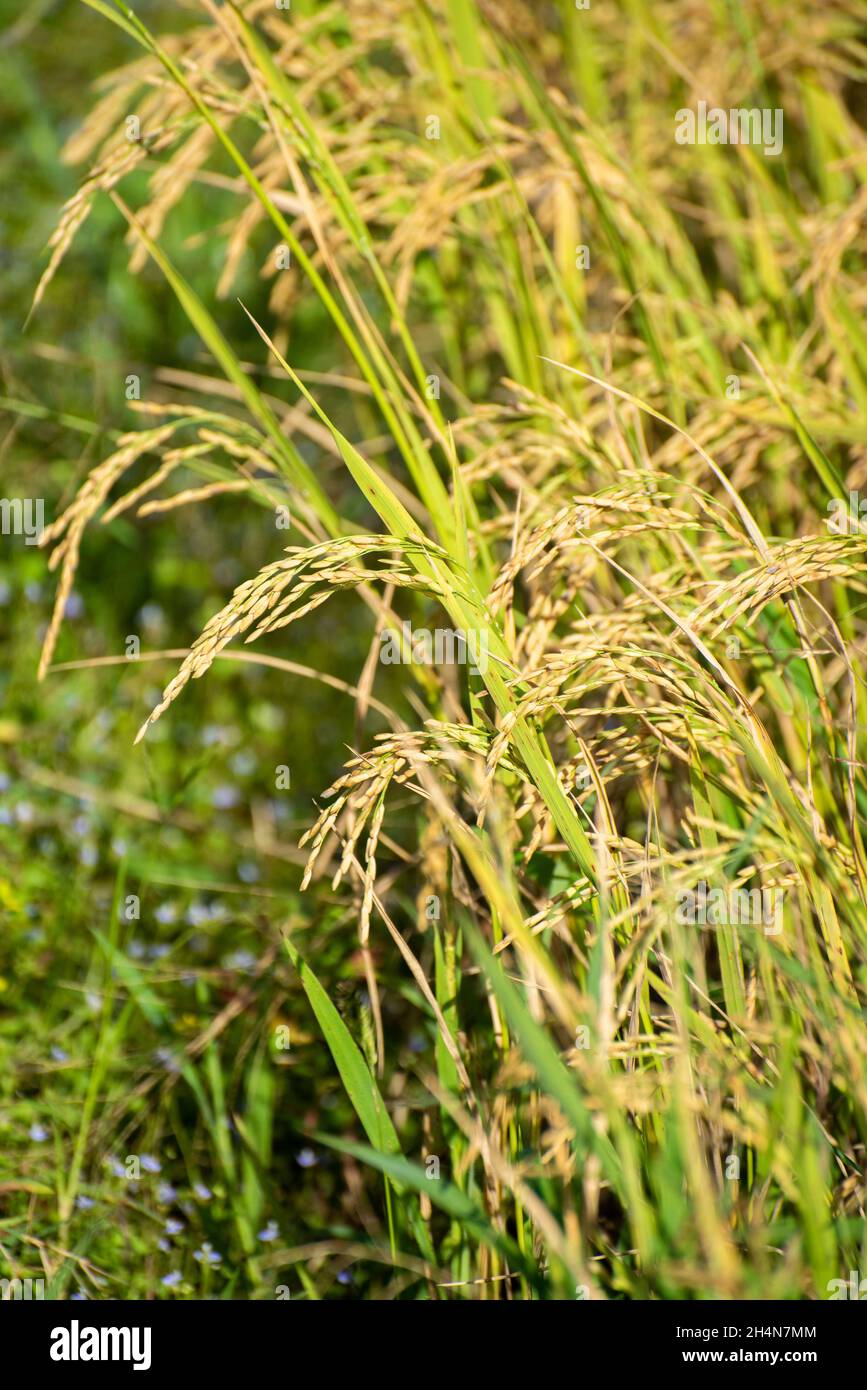 Ta Pa rice field in the morning beautiful on ripe rice days Stock Photo ...