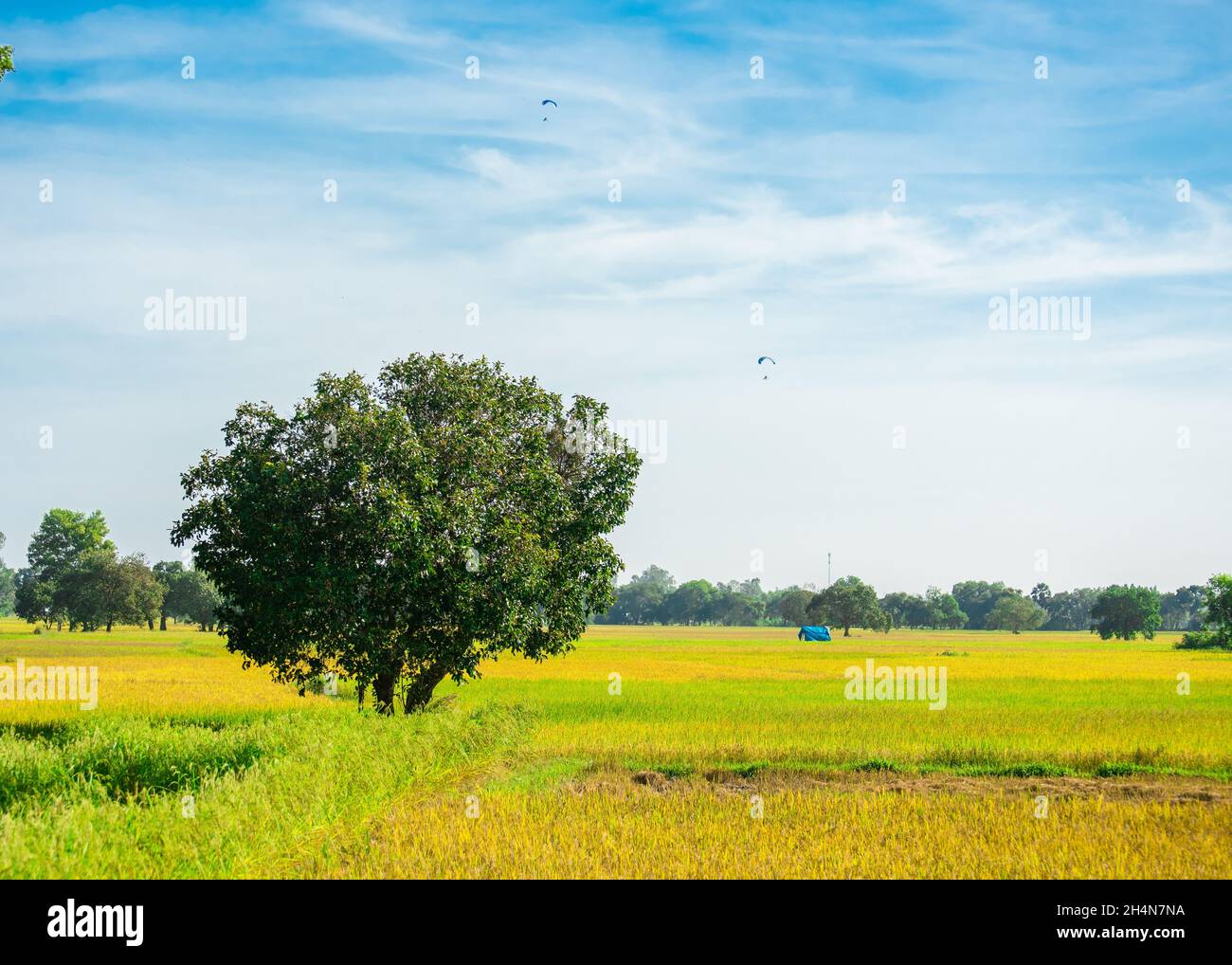 Ta Pa rice field in the morning beautiful on ripe rice days Stock Photo ...