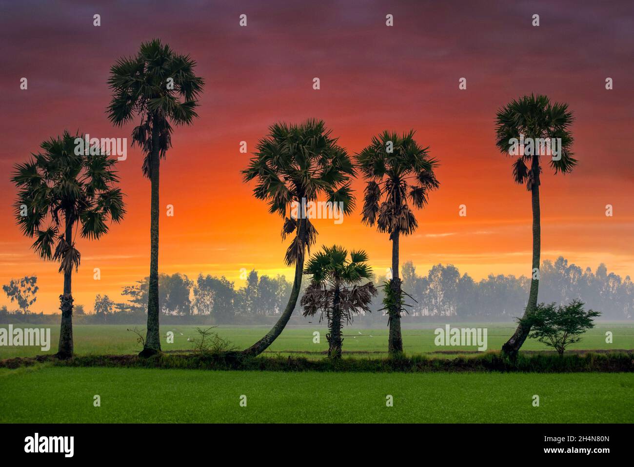 Ta Pa rice field in the morning beautiful on ripe rice days Stock Photo ...