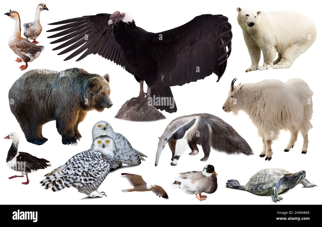 Set of fauna of North American animals Stock Photo - Alamy