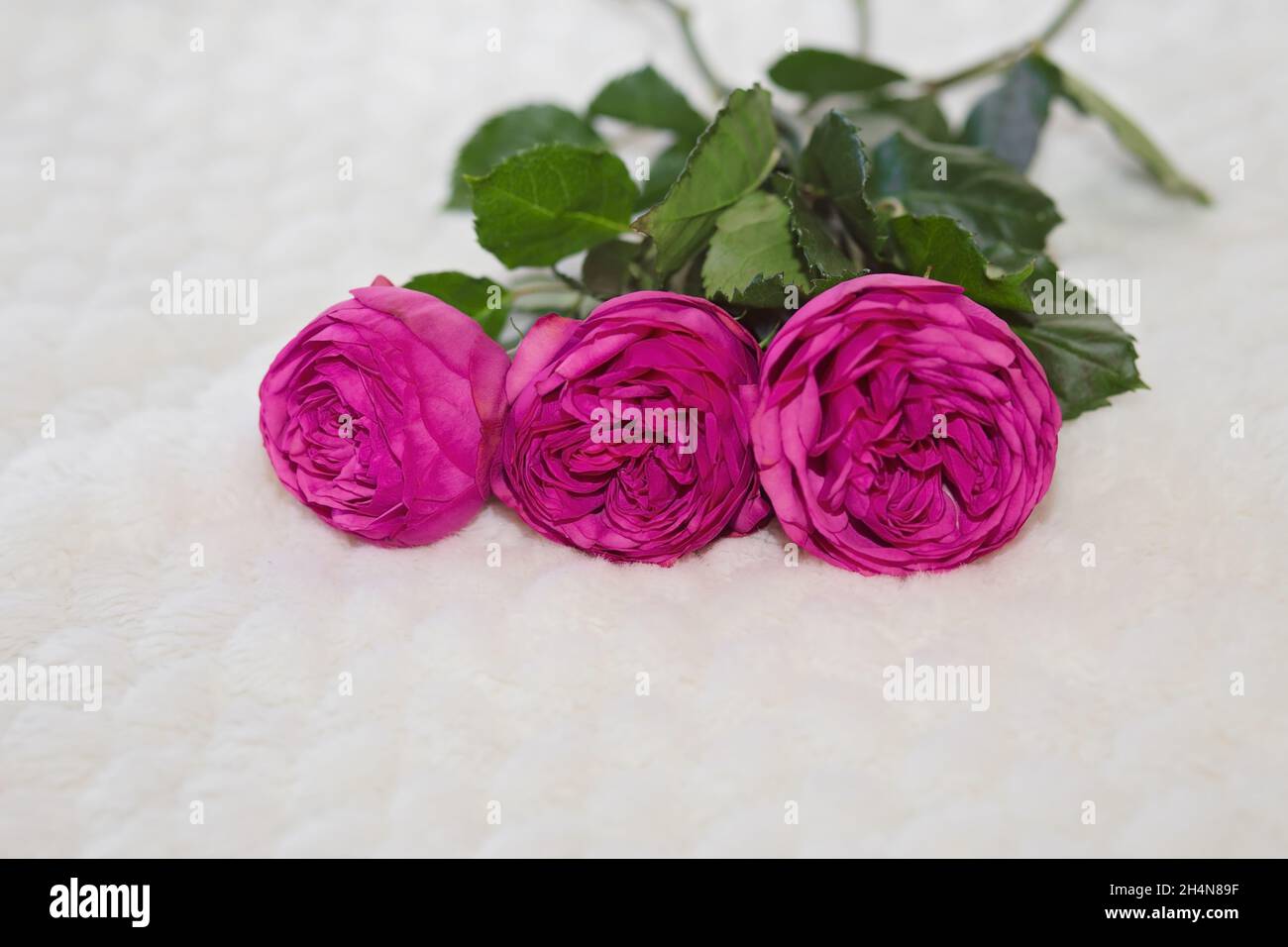 Three pink long stemmed roses on faux fur white background Stock Photo ...