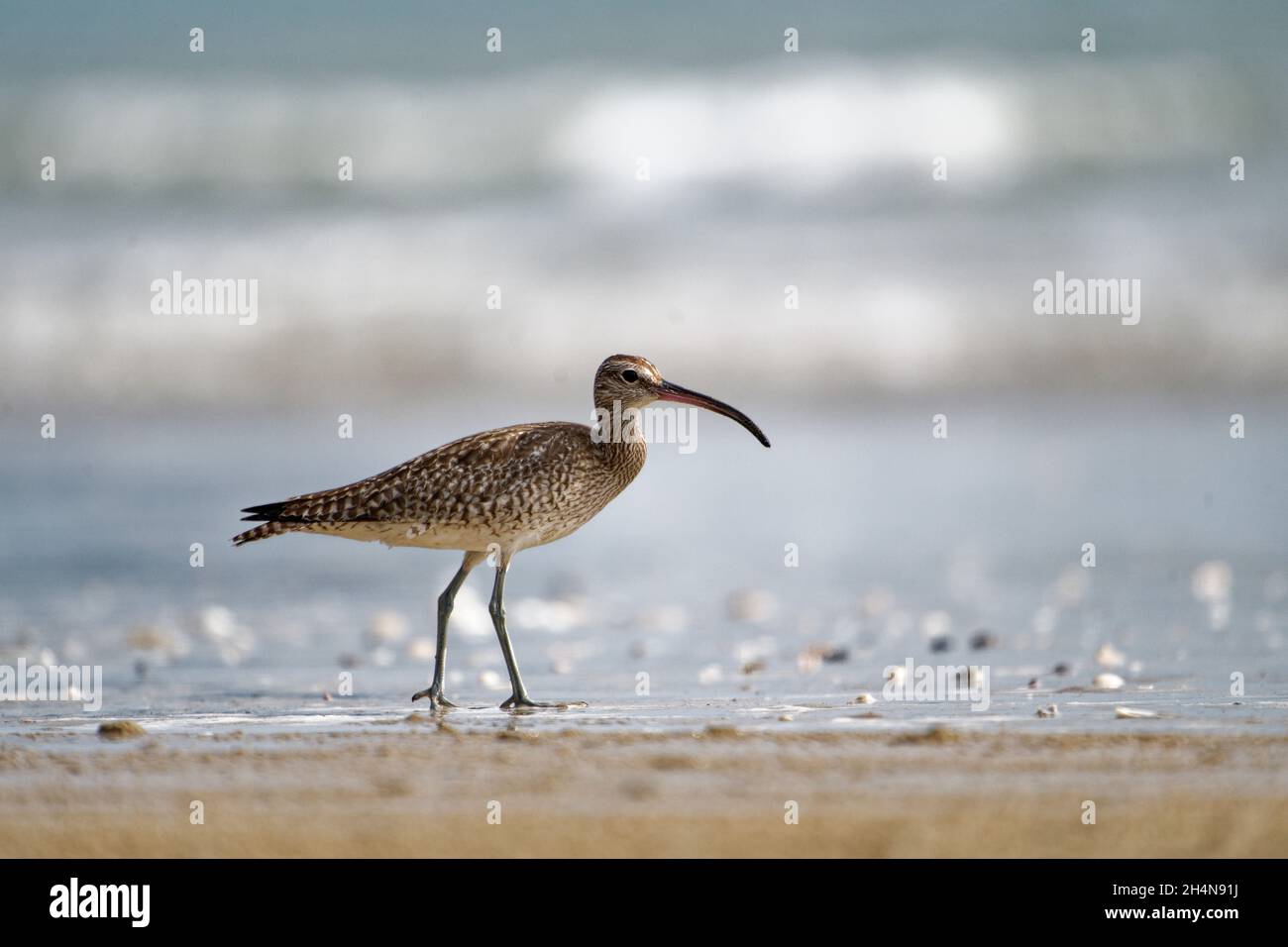whimbrel or wimbrel on the beach in china Stock Photo - Alamy