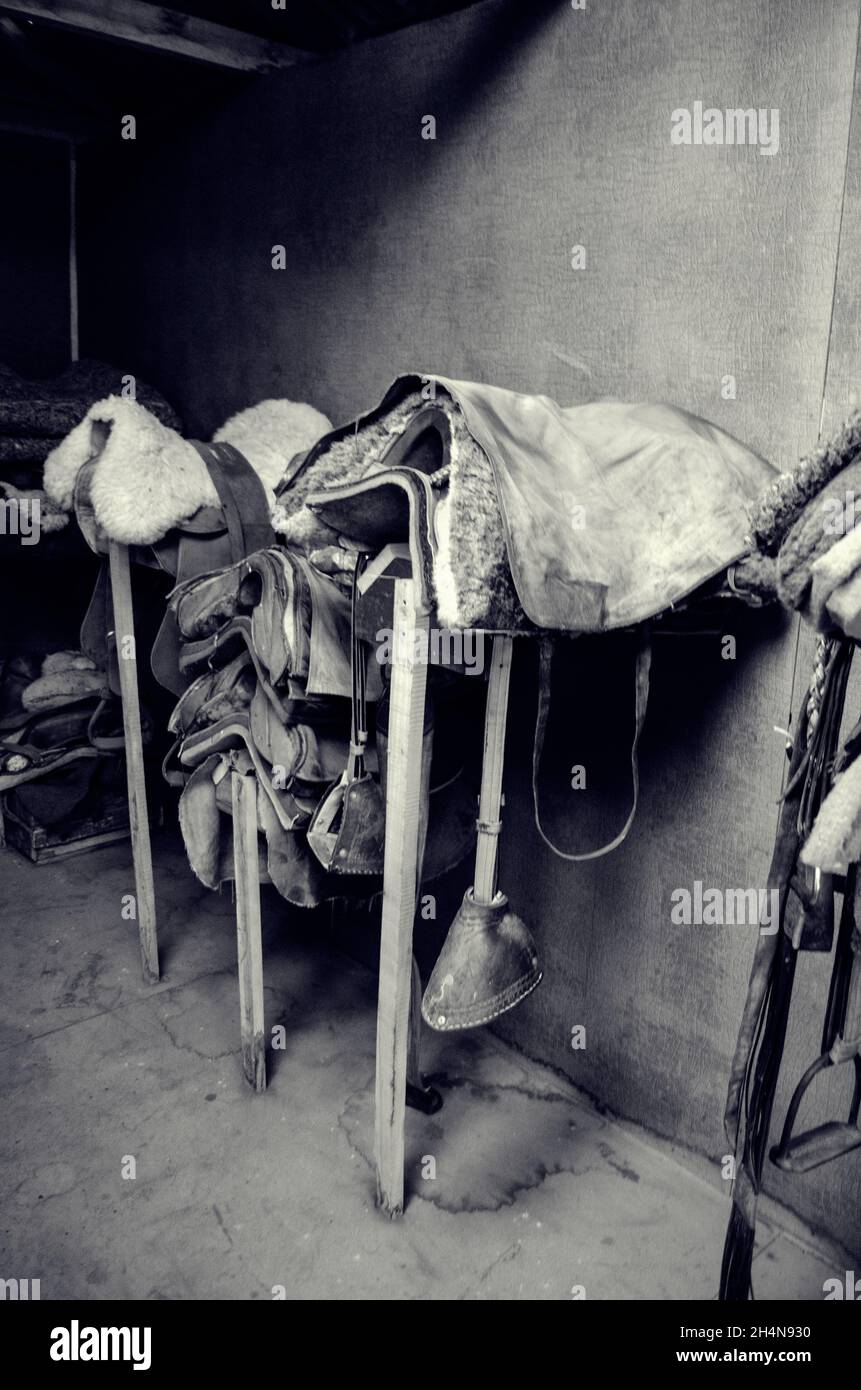 Saddles in saddle room horse hi-res stock photography and images - Alamy