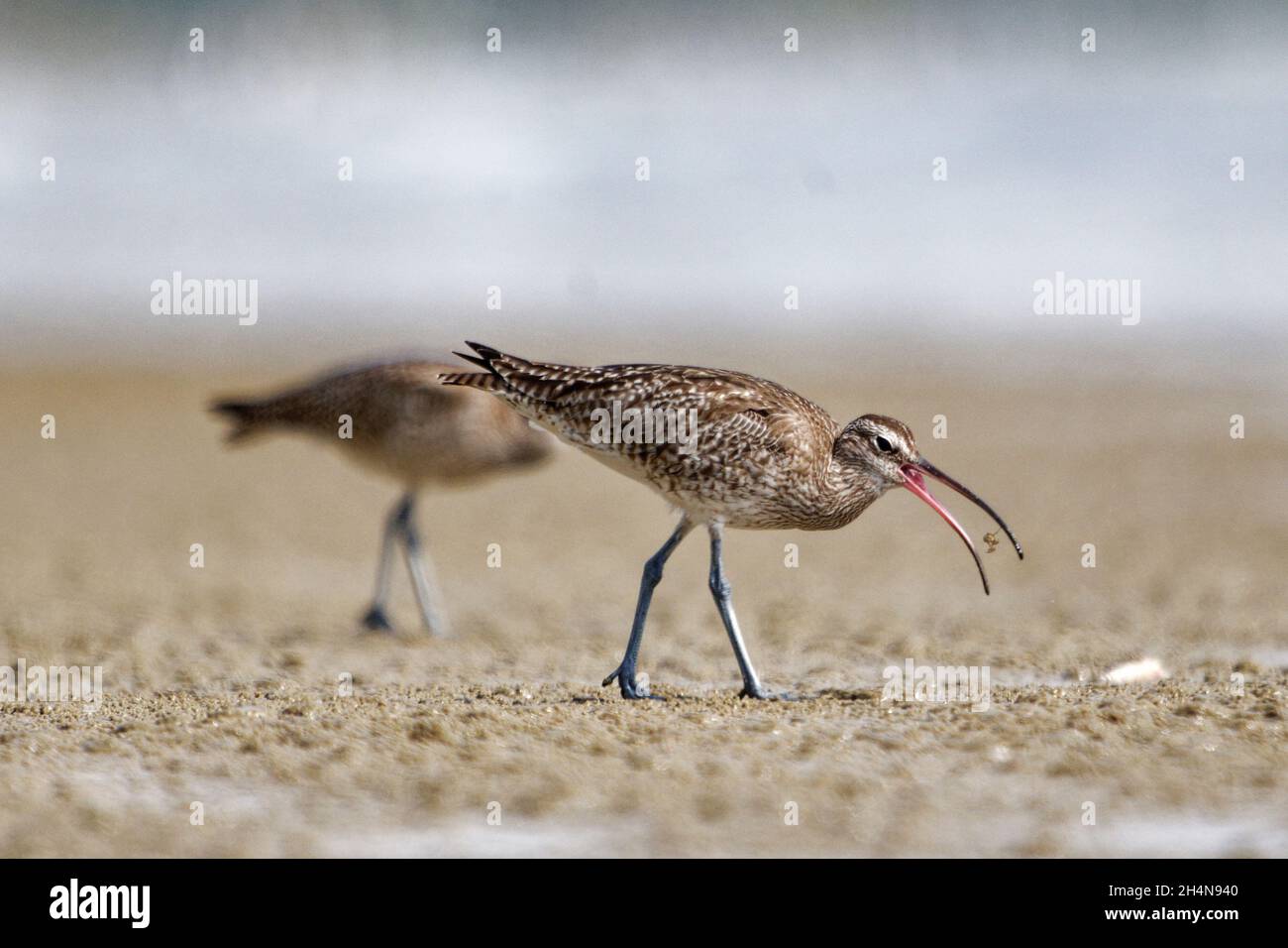 whimbrel or wimbrel on the beach in china Stock Photo - Alamy