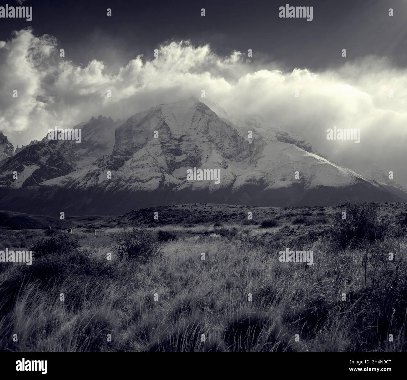 Golden grassy meadow in front of Mountain Range of Torres del Paine on ...
