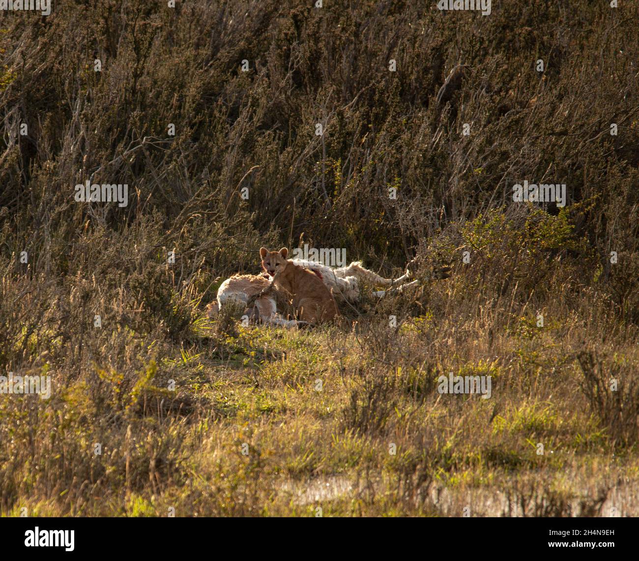 Puma Cub eating prey a Guanaca in Torres del Paine Patagonia Chile ...