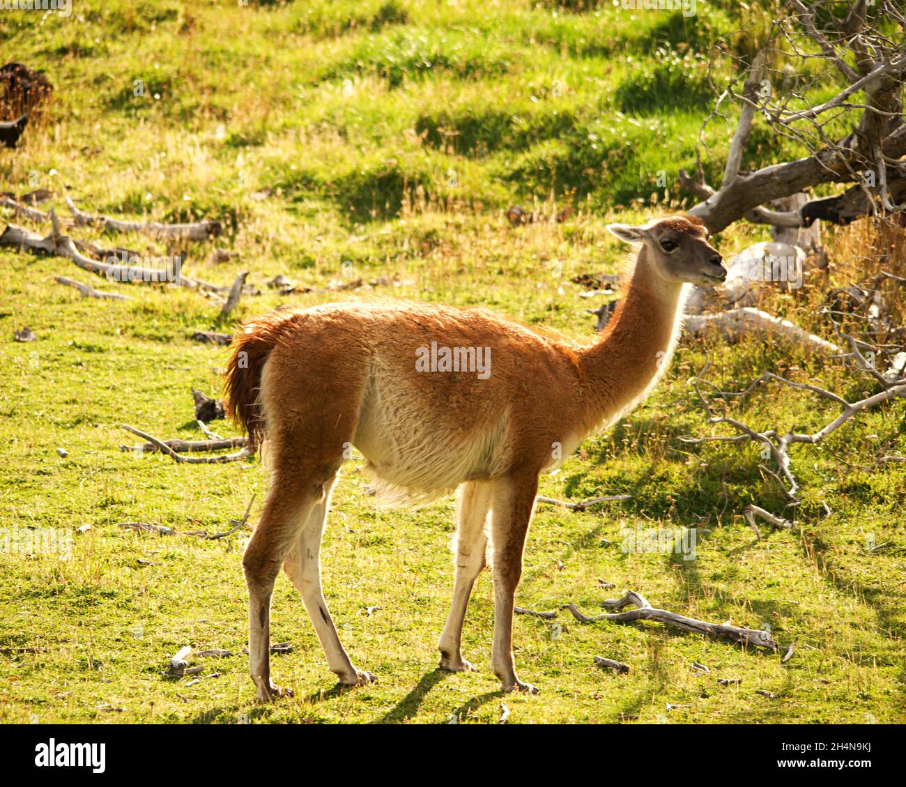 Closeup on Guanaco grazing in Patagonia Park in Chile Stock Photo - Alamy