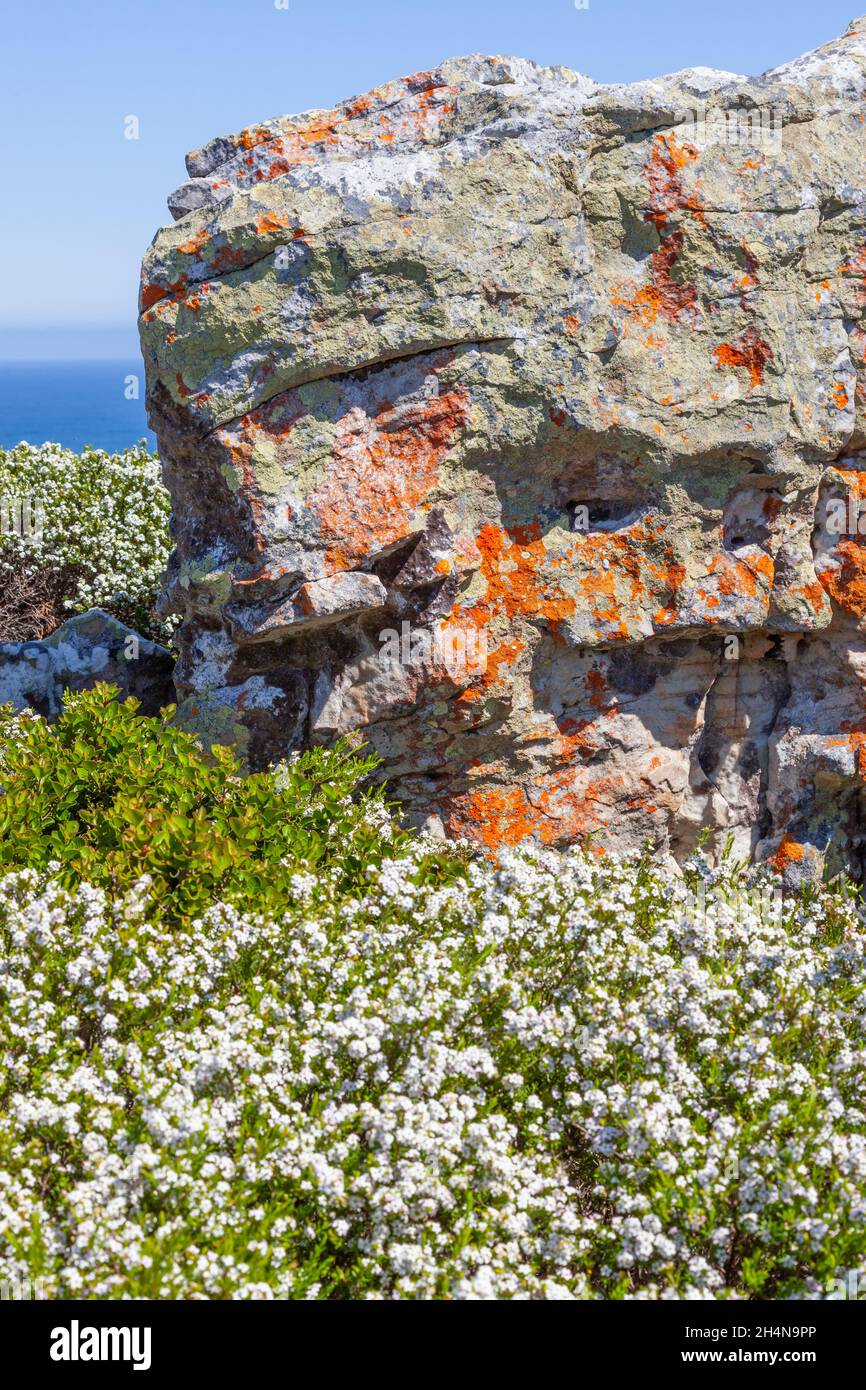 Lichen patterns on a rock, near the Cape of Good Hope in Table Mountain ...
