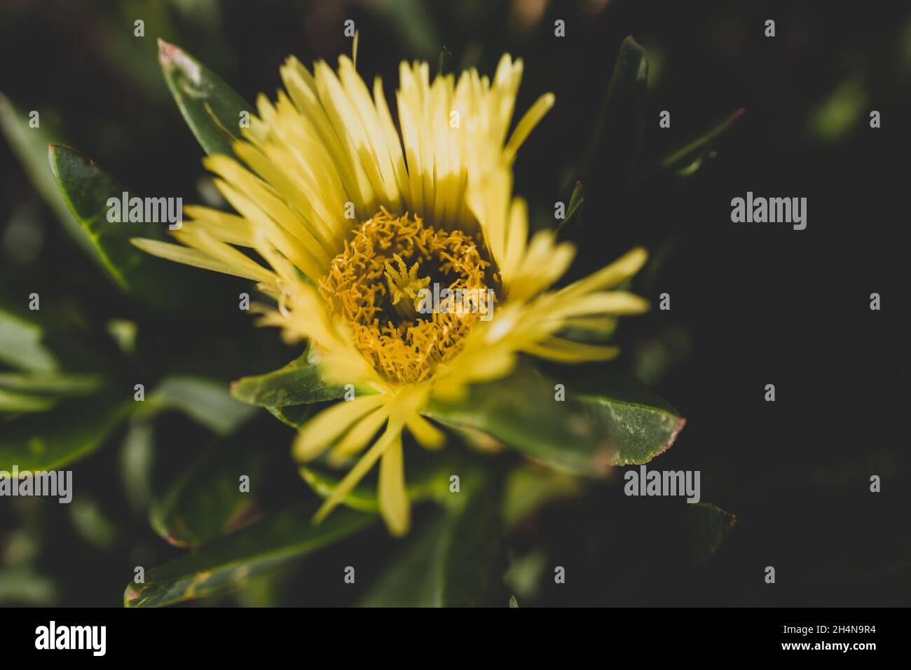 close-up of yellow pig face succulent plant outdoor in sunny backyard ...