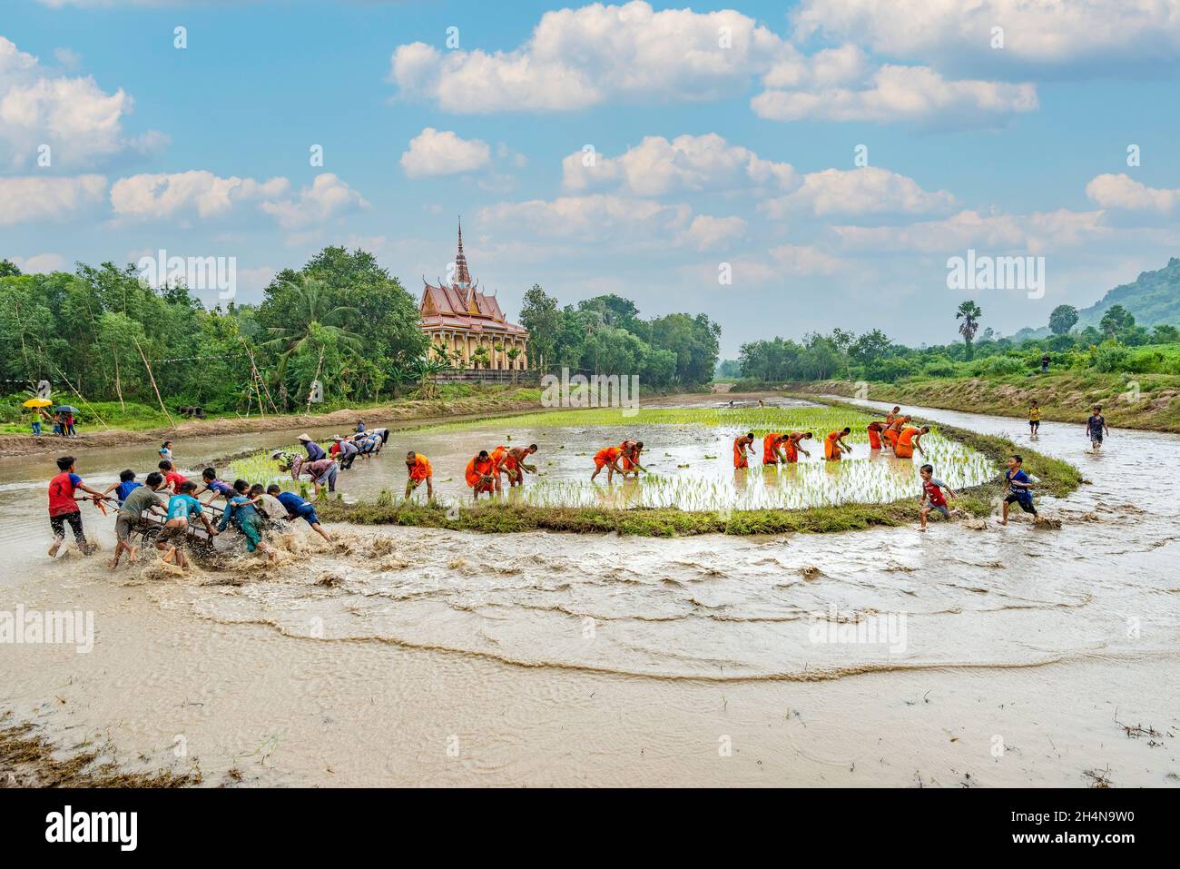 Novice plant hi-res stock photography and images - Alamy