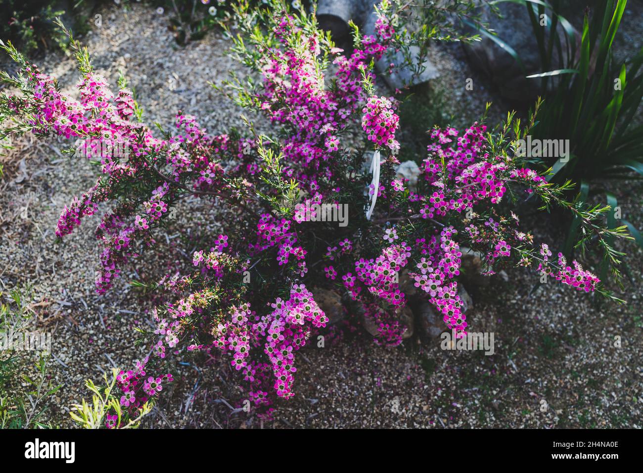 native Australian pink tea tree plant outdoor in beautiful tropical ...