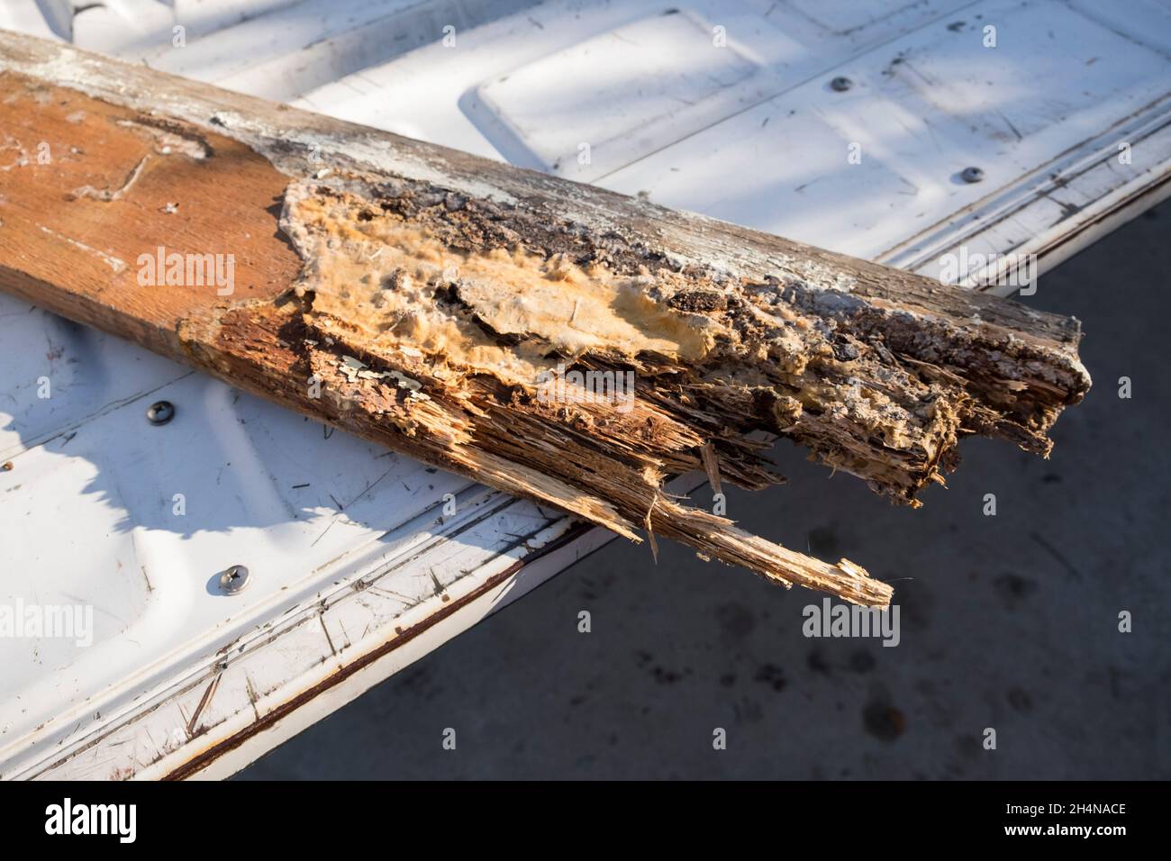 Termite damage removal and replacement close-up Stock Photo - Alamy