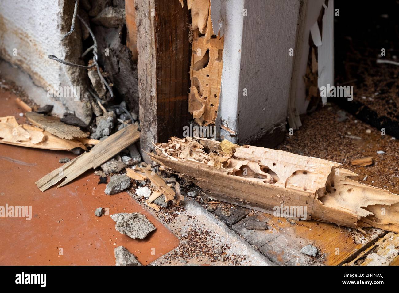 Termite damage hi-res stock photography and images - Alamy