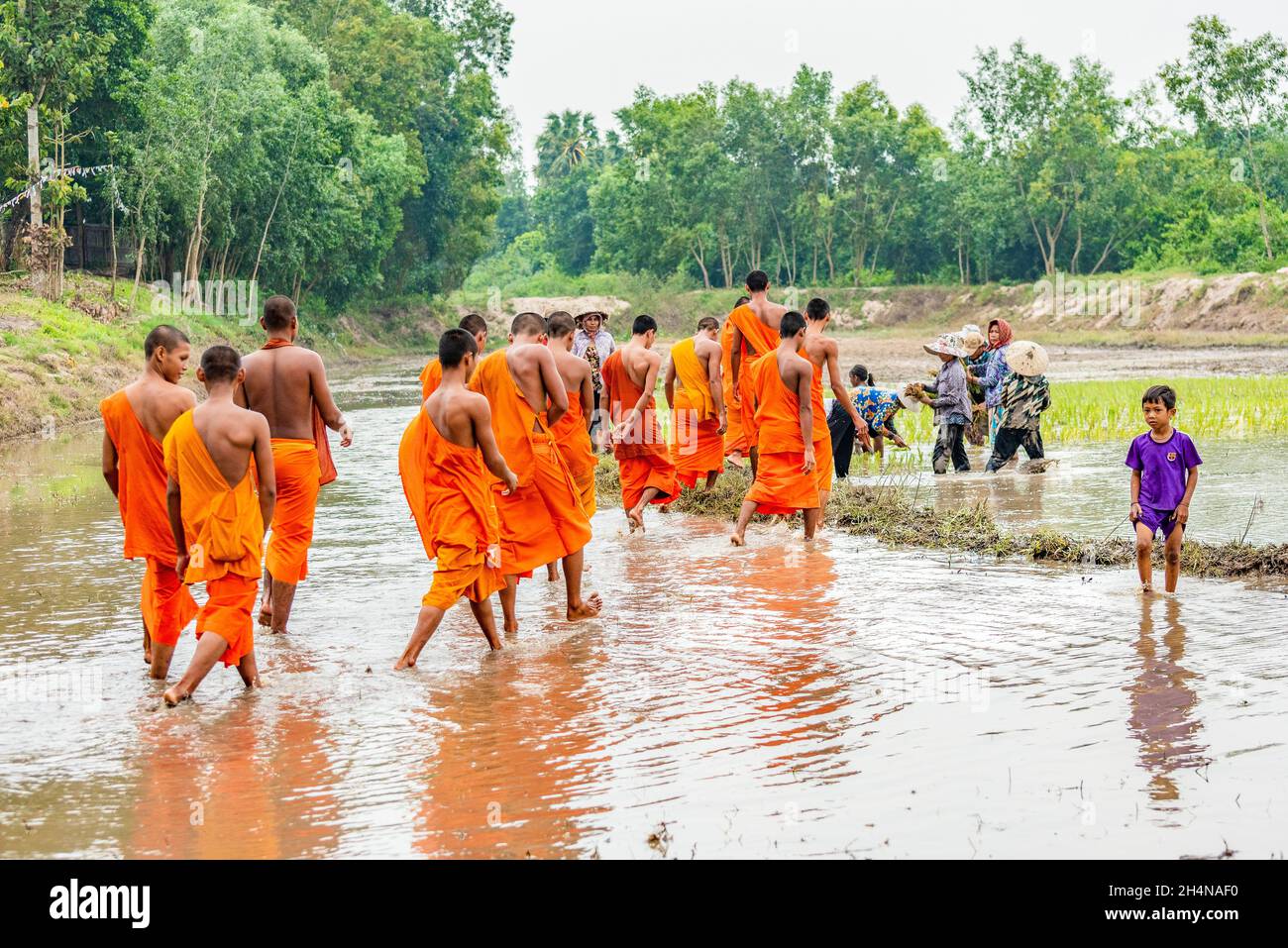 Cambodian rice farming hi-res stock photography and images - Alamy