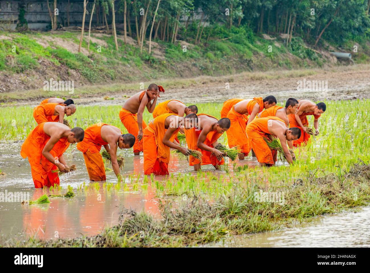 An Giang Sep 21, 2019. Cambodian monks are planting rice in the field ...