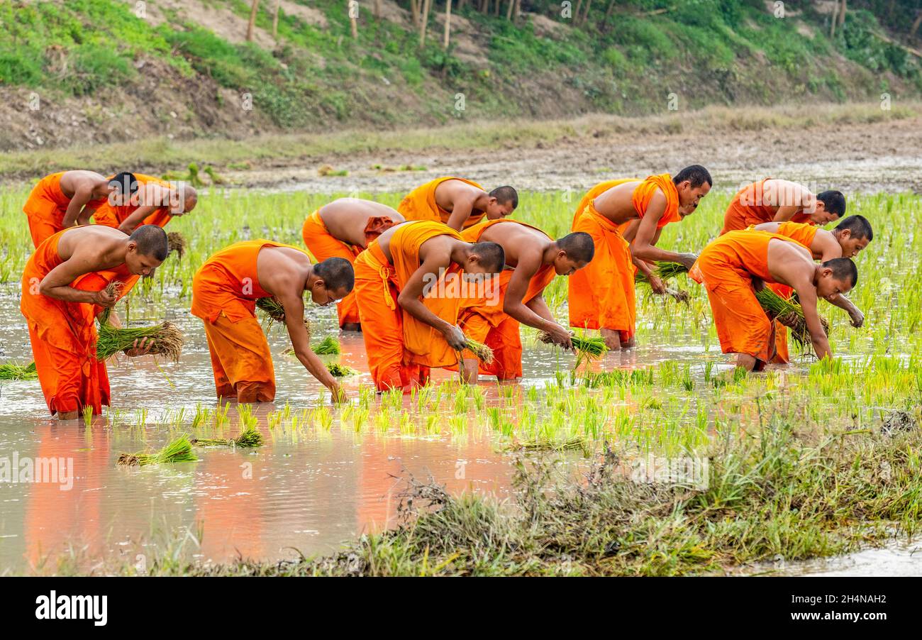 An Giang Sep 21, 2019. Cambodian monks are planting rice in the field ...