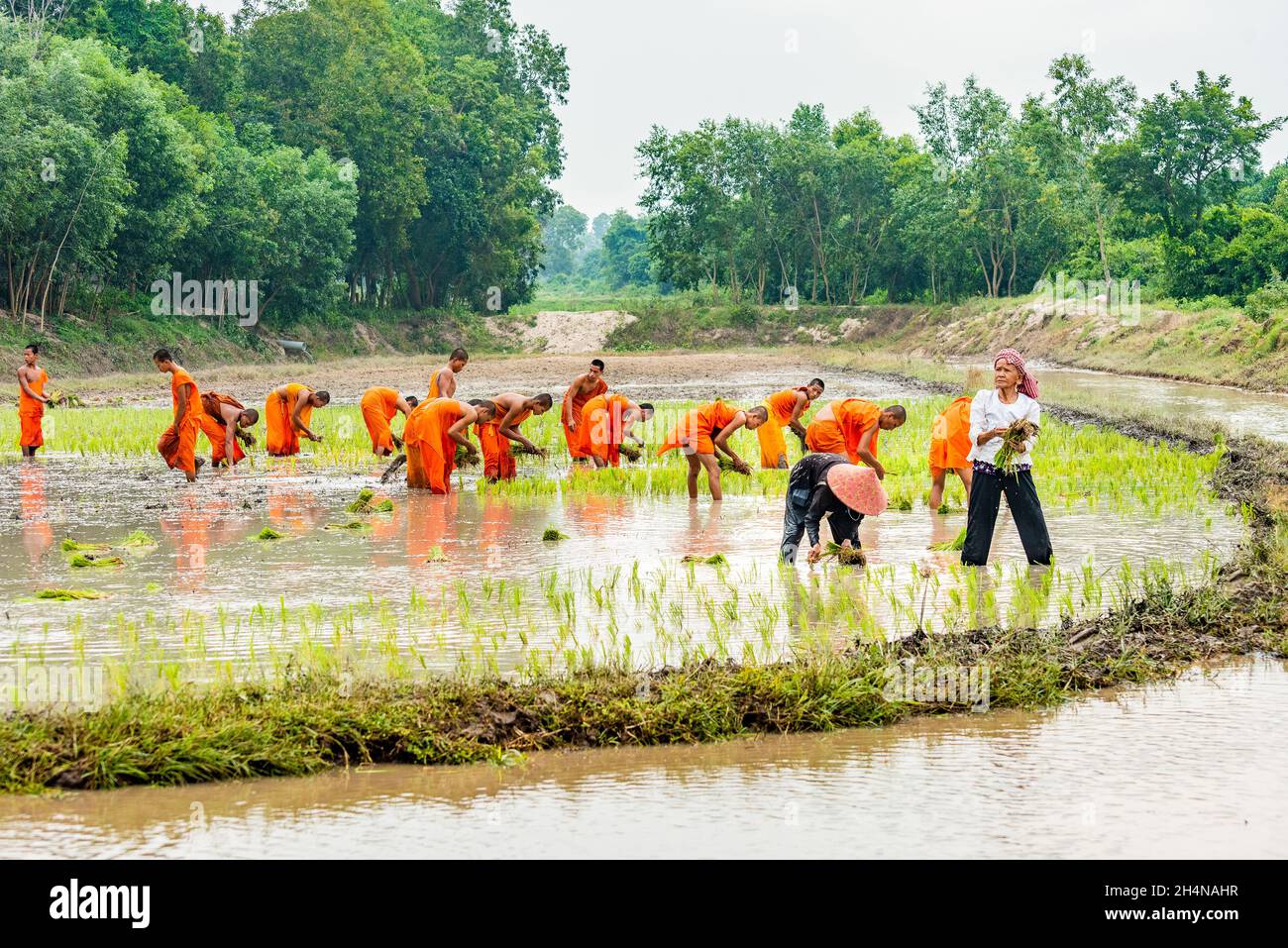 Cambodian rice farming hi-res stock photography and images - Alamy