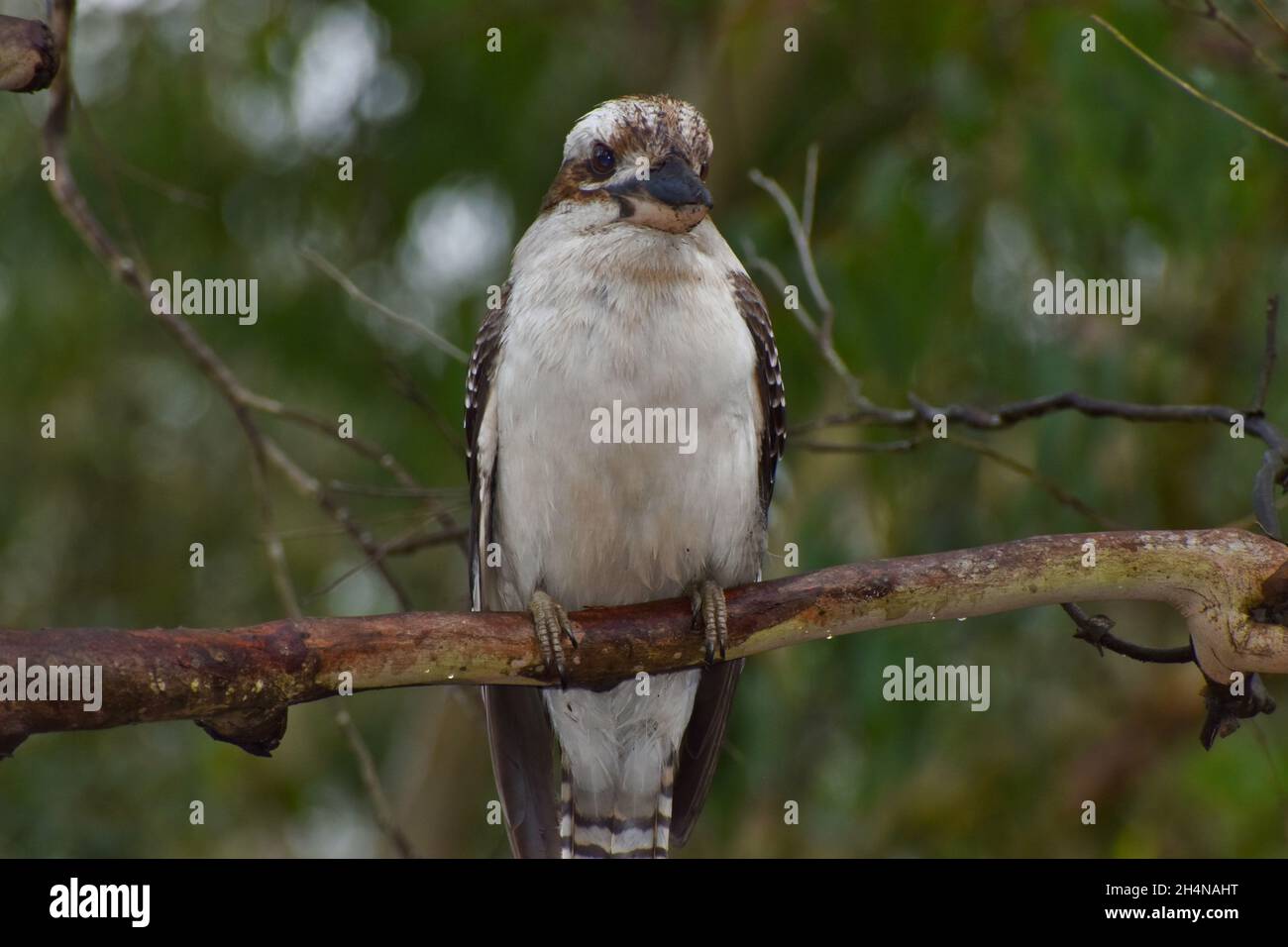 Laughing kookaburra call hi-res stock photography and images - Alamy