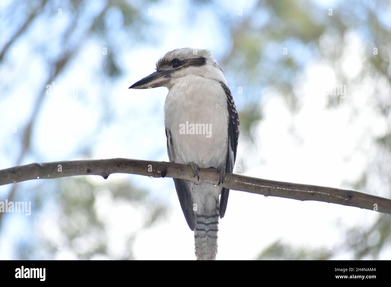 Kookaburra behavior hi-res stock photography and images - Alamy