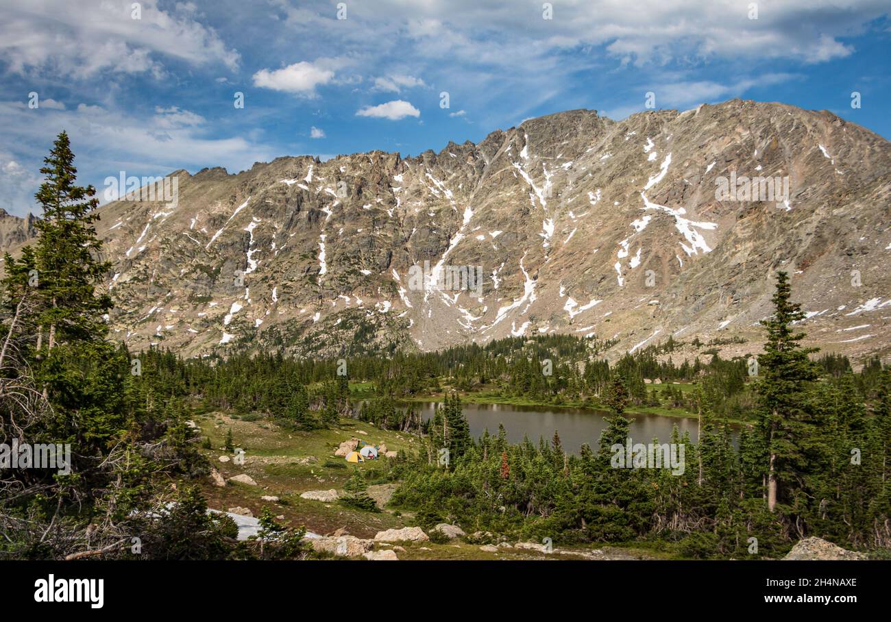 Indian pine forest hi-res stock photography and images - Alamy