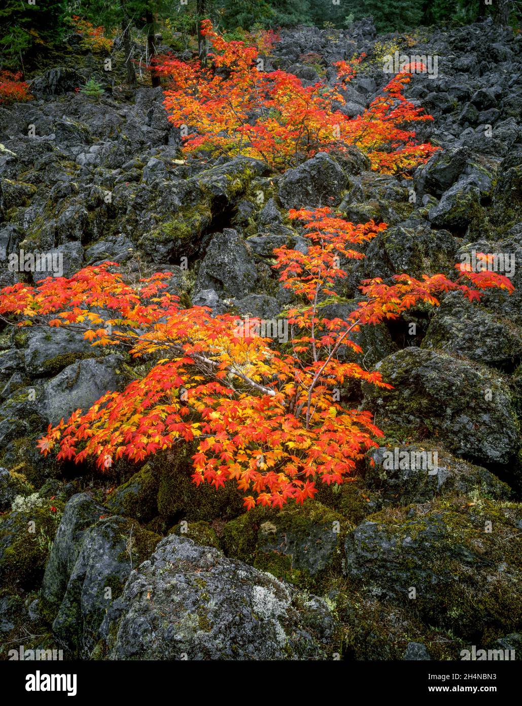 Three Sisters Wilderness High Resolution Stock Photography and Images ...