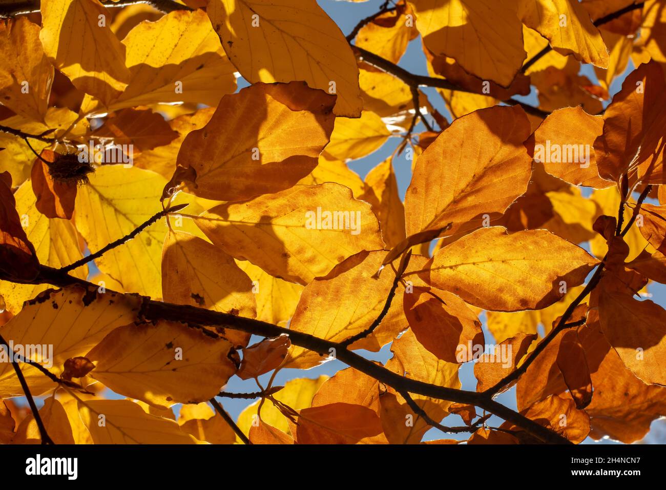 Fall foliage yellow orange backlit hi-res stock photography and images ...