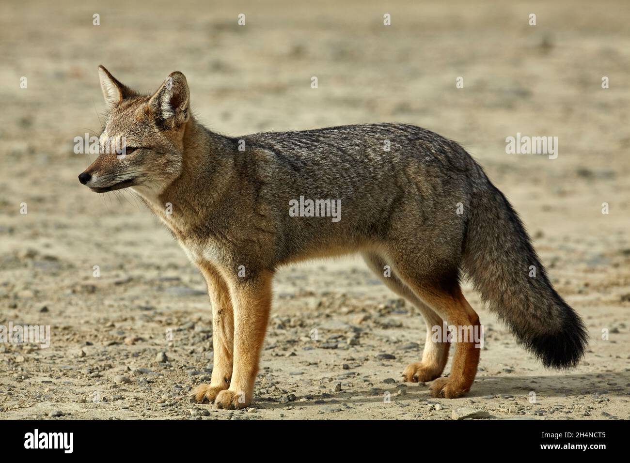 South American gray fox (Lycalopex griseus), Patagonia, Argentina, South America Stock Photo - Alamy