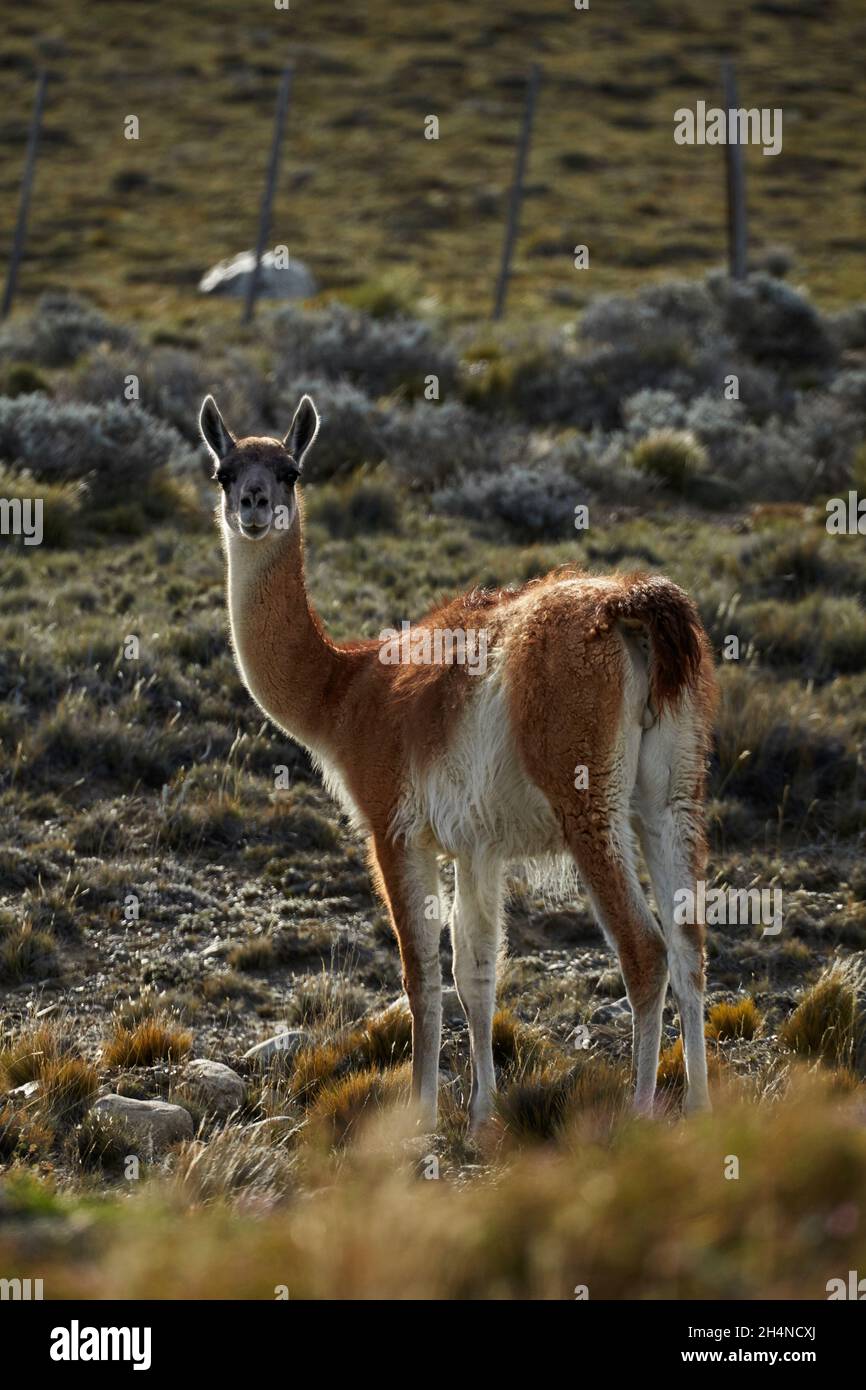 Guanaco and argentina hi-res stock photography and images - Alamy