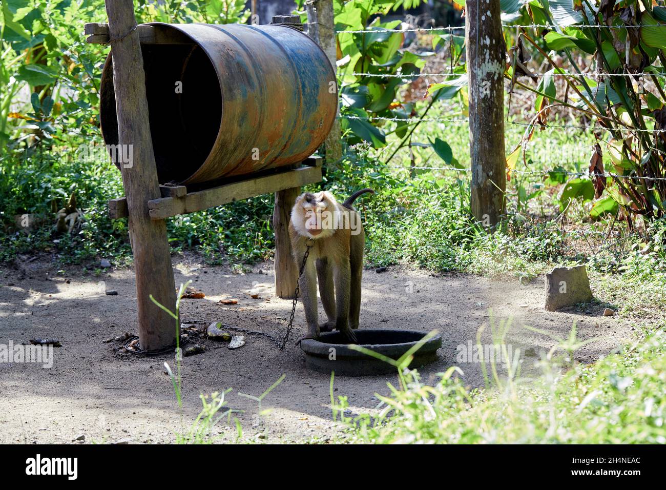 Conkey in chain with rural scene Stock Photo - Alamy
