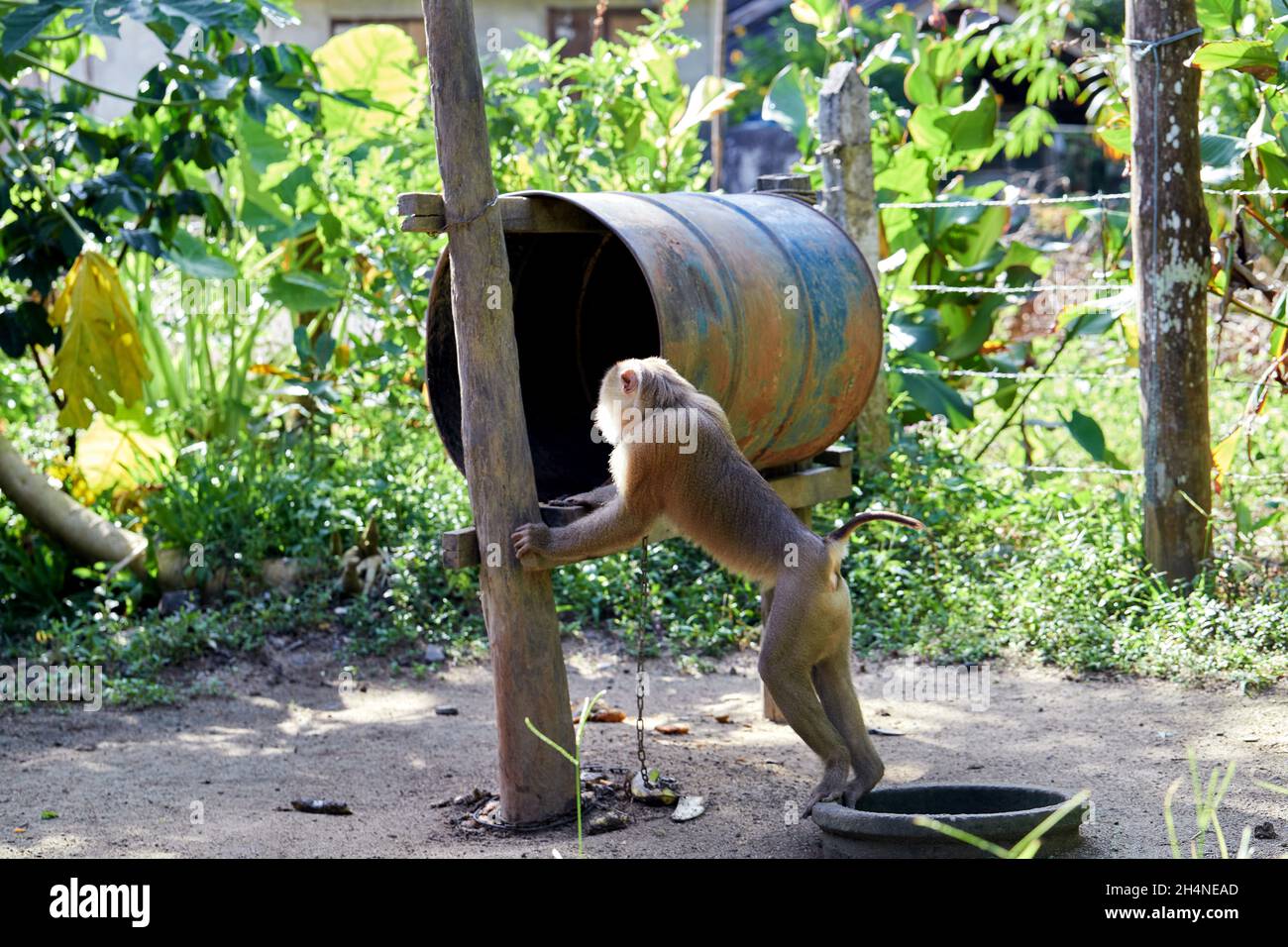 Desperate monkey hi-res stock photography and images - Alamy