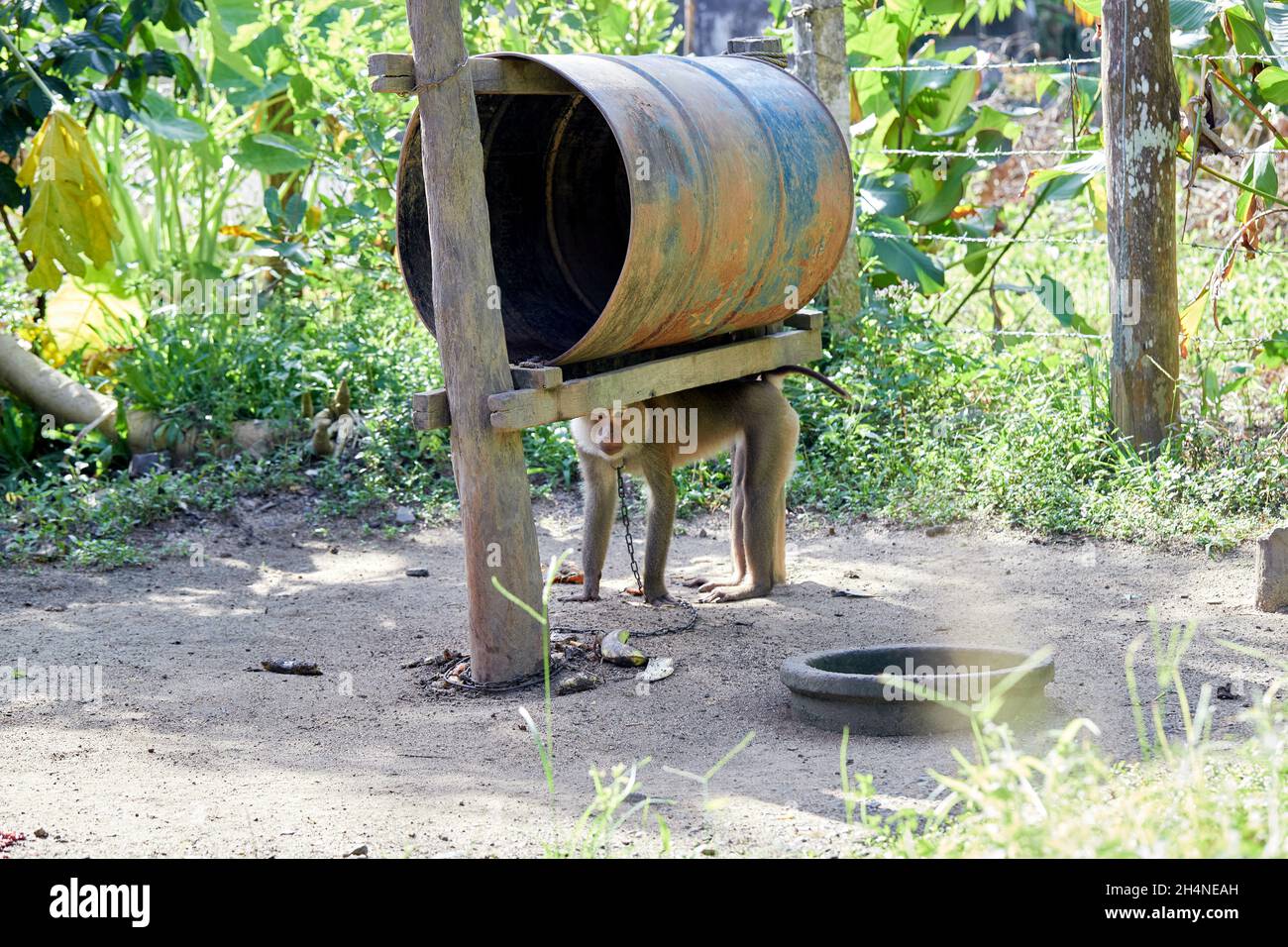 Conkey in chain with rural scene Stock Photo - Alamy