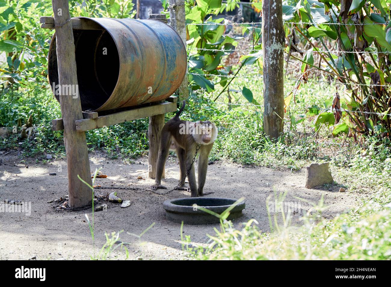 Monkey hand grab hi-res stock photography and images - Alamy
