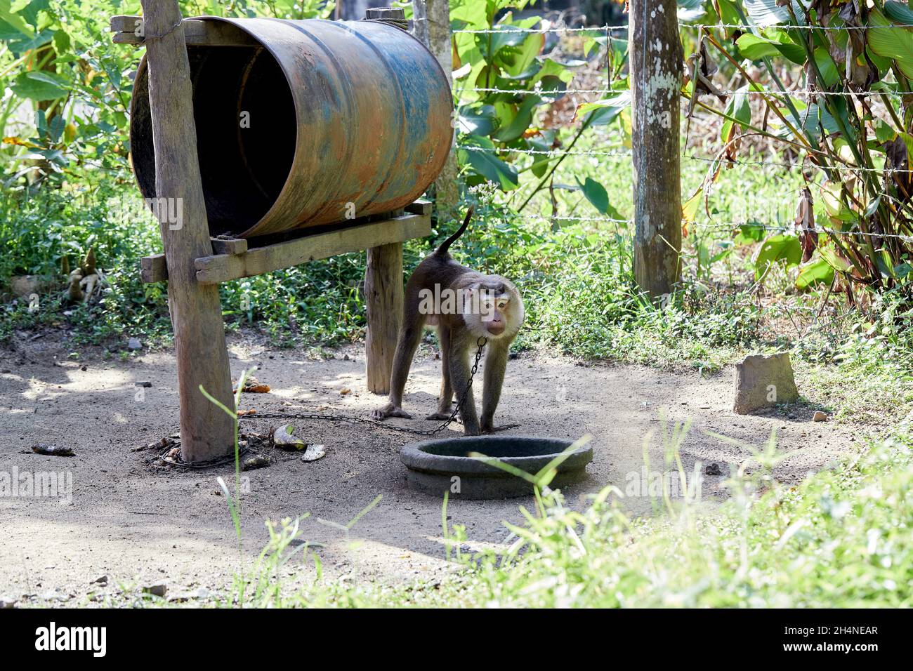 Conkey in chain with rural scene Stock Photo - Alamy