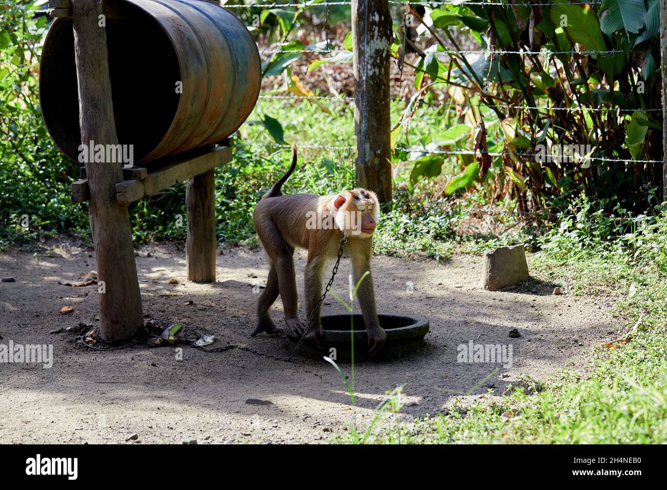 Conkey in chain with rural scene Stock Photo - Alamy