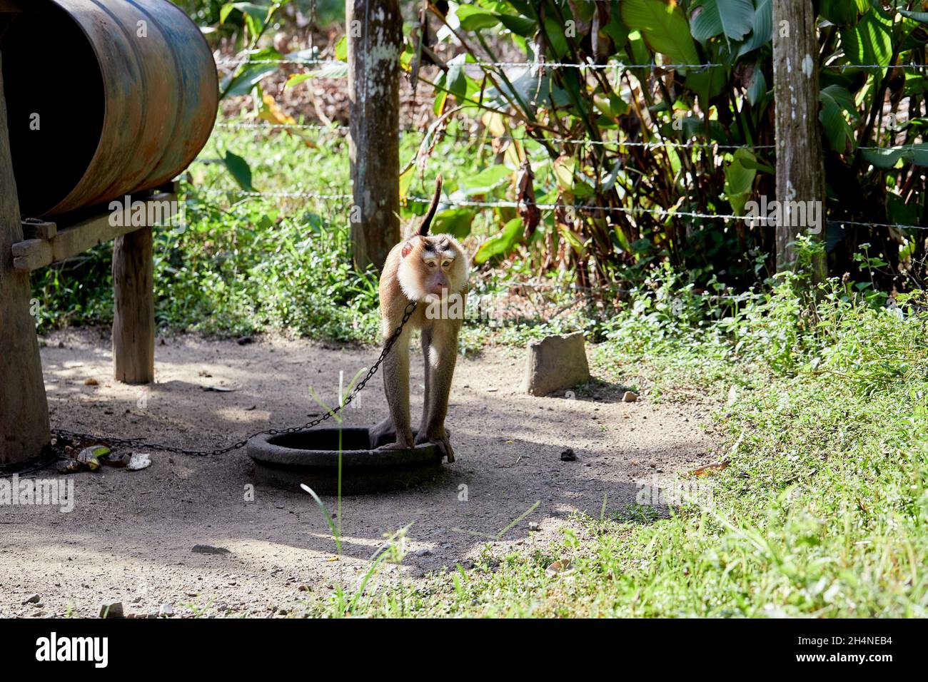 Conkey in chain with rural scene Stock Photo - Alamy