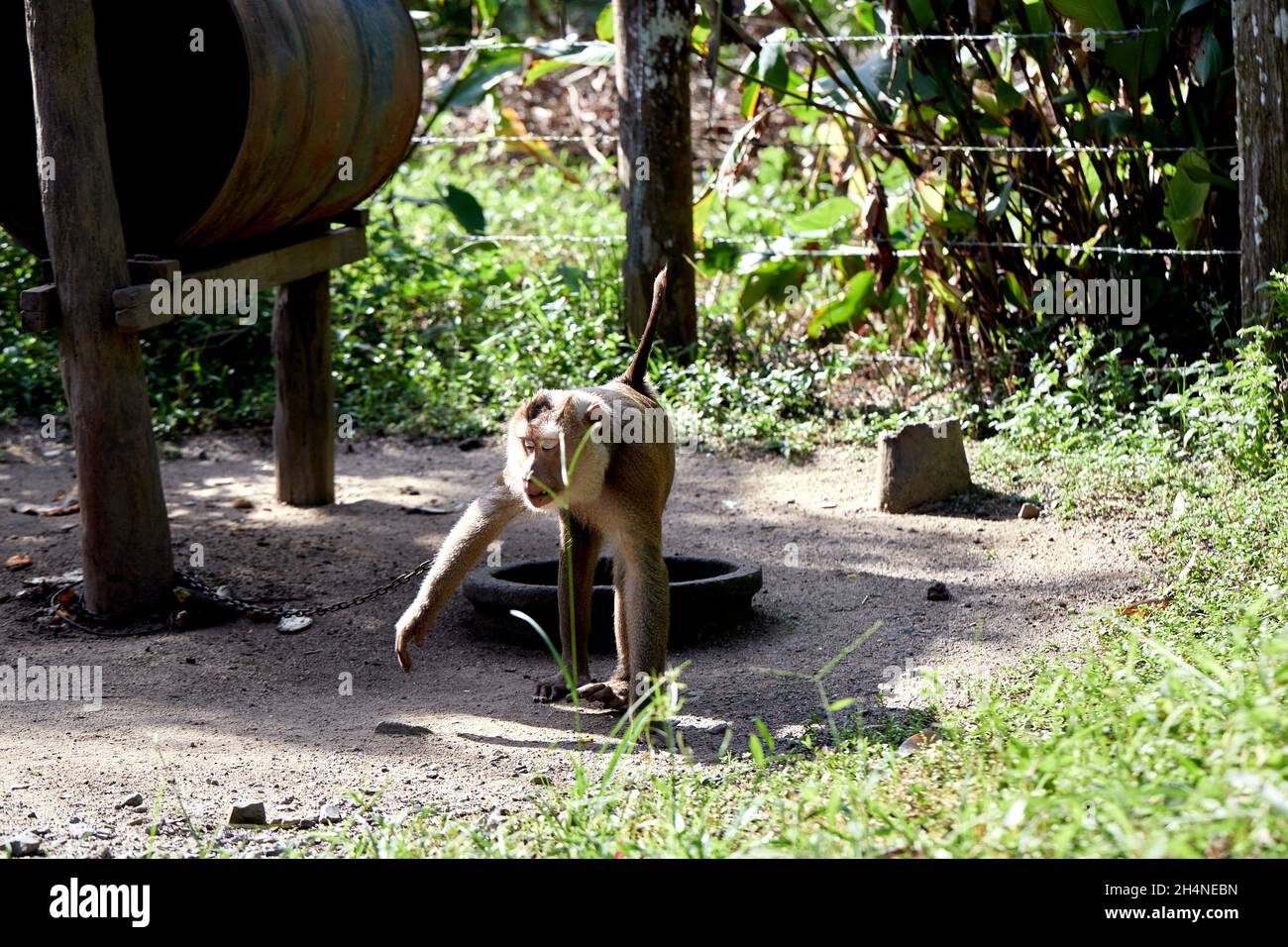 Conkey in chain with rural scene Stock Photo - Alamy