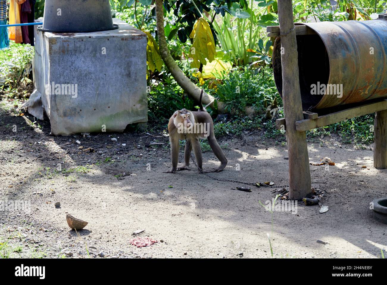 Conkey in chain with rural scene Stock Photo - Alamy