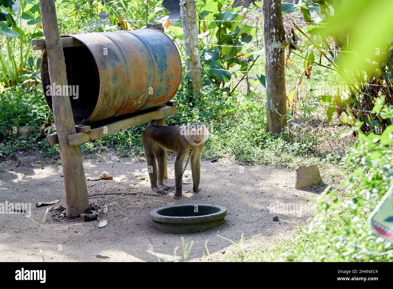 Conkey in chain with rural scene Stock Photo - Alamy