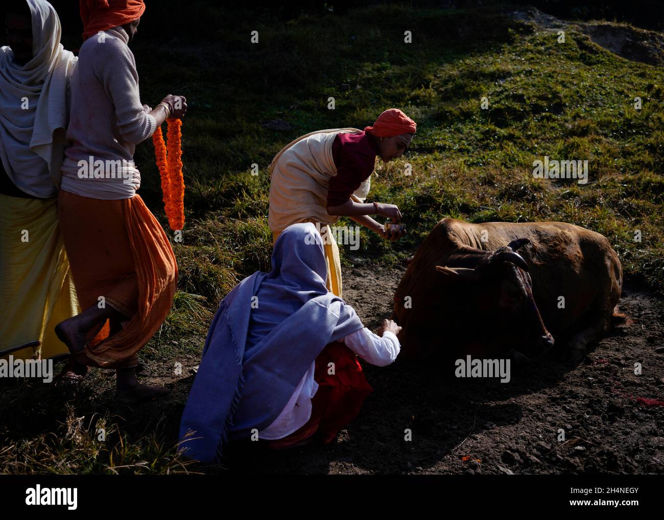 Kathmandu, Nepal. 4th Nov, 2021. Priests worship a cow during ''Gai ...