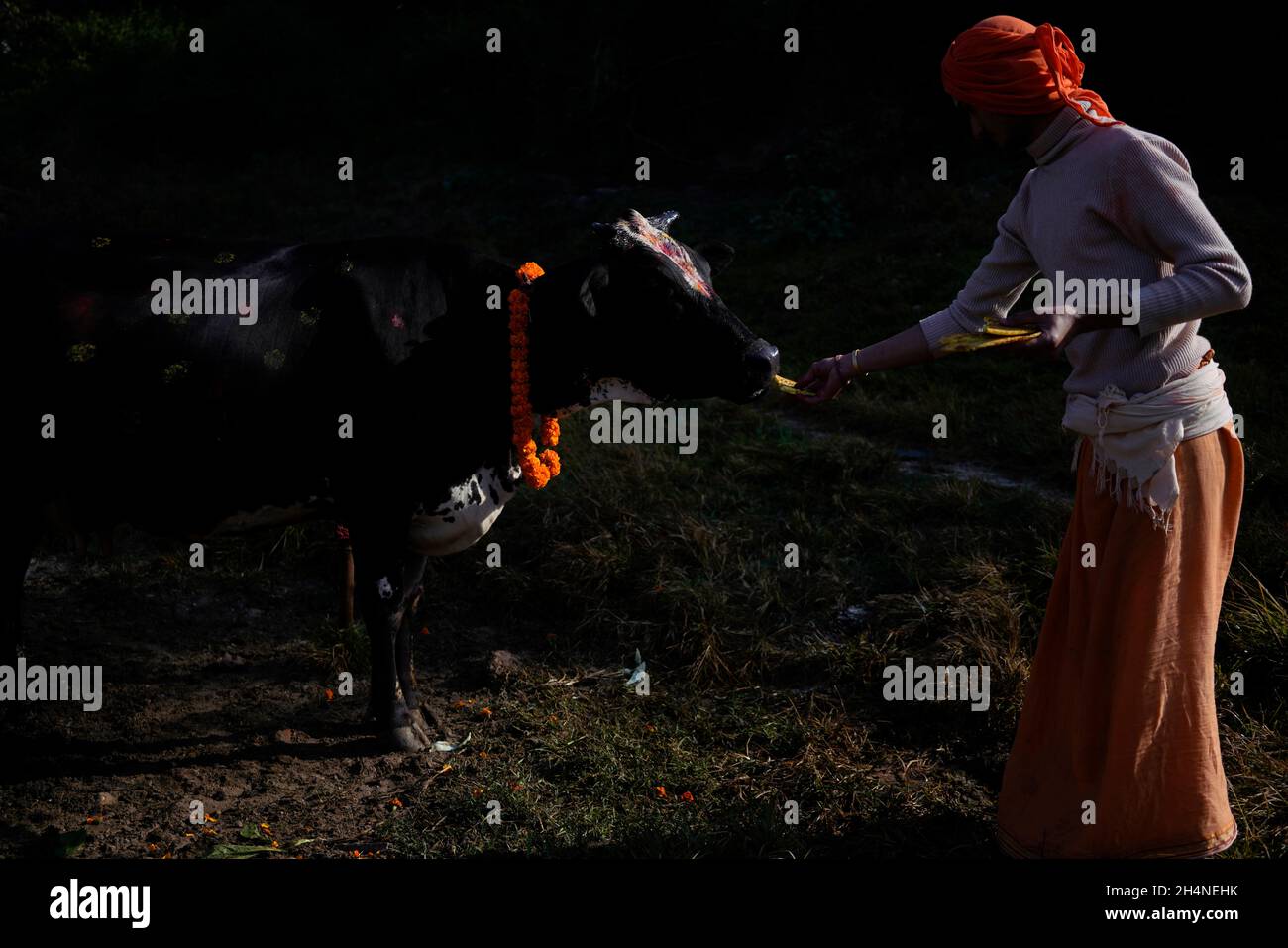 Kathmandu, Nepal. 4th Nov, 2021. Priests worship a cow during ''Gai ...